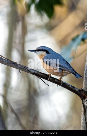Portrait of a eurasian nuthatch eating on a feeder rack seeds and ...