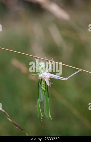 A grasshopper undergoing its molting process, shedding its exoskeleton ...