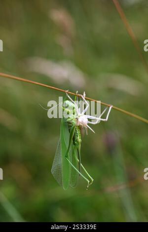 A grasshopper undergoing its molting process, shedding its exoskeleton ...