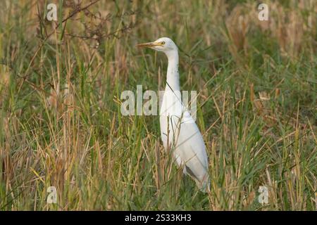 Eastern Cattle-Egret (Ardea coromanda), Aves, Canacona, South Goa, GA ...