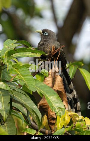 Blue-faced Malkoha (Phaenicophaeus viridirostris), Sri Lanka, Asia ...
