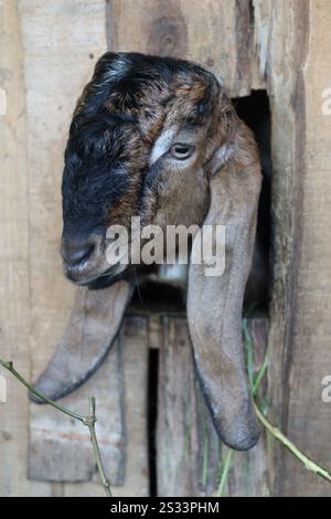 Local goat head inside pen Stock Photo - Alamy
