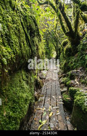 The Buller river flowing through the forest covered upper Buller Gorge ...