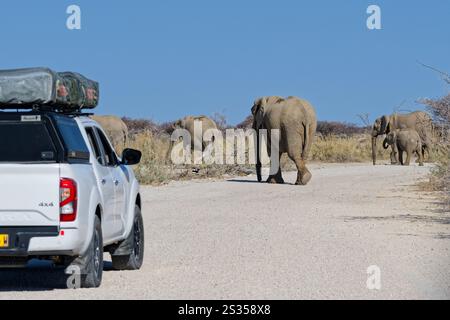 Herd of elephants crossing the road around a safari car in Chobe ...
