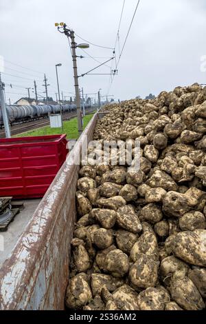 Sugar beet and goods train, symbol for harvest, logistics, renewable ...