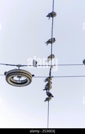 Birds on power line, surveillance camera Stock Photo - Alamy
