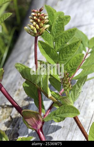 . Astragalus glycyphyllos Stock Photo - Alamy
