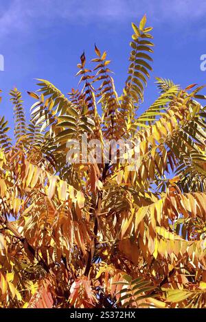 Vinegar tree, Rhus hirta Stock Photo - Alamy