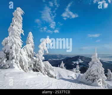 snow tops of trees in the forest in clear sunny weather Stock Photo - Alamy