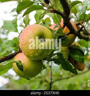 ripe juicy apple hanging on tree branch in the garden. Copy space ...