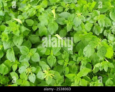 Thickets of nettles in nature. Wild nettle cover. Photo. Thickets of ...