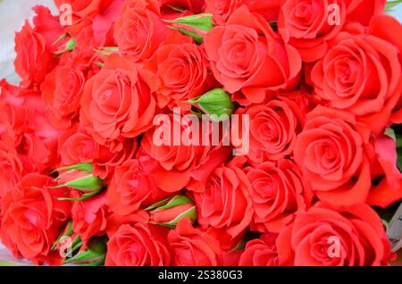 Beautiful fresh bright red roses and flowers in full bloom as a gift ...