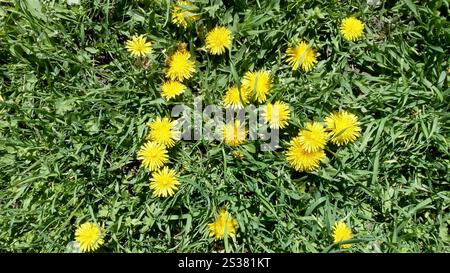 A top view of a dandelion in a field Stock Photo - Alamy