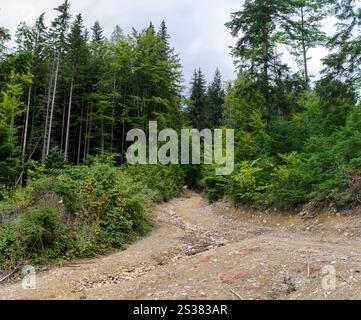 Pine forest among the hills Stock Photo - Alamy