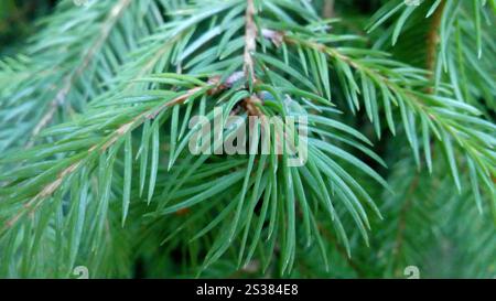Christmas tree branches with green needles isolated on white Stock ...