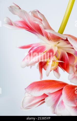 Detailed macro shot showcases a tulip flower. Its petals are white with ...