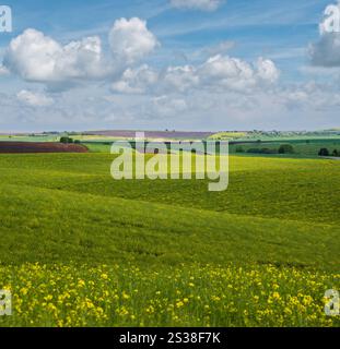 Spring evening view with rapeseed yellow blooming fields in sunlight ...