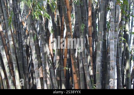 Asian Bamboo forest, Black bamboo (Gigantochloa atroviolacea). Natural ...