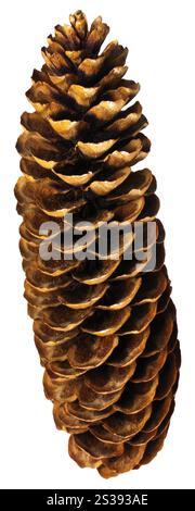Pine cone isolated on white background Stock Photo - Alamy
