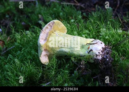 Hypomyces luteovirens, a parasitic ascomycete enveloping various ...