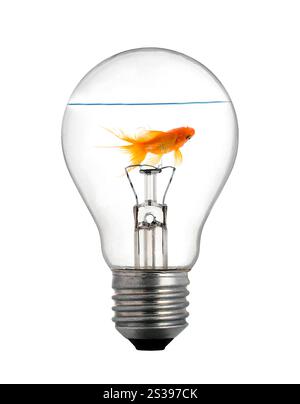 Gold small fish in light bulb on a white background Stock Photo - Alamy