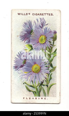 An antique alpine flower cigarette card showing an illustration of ...