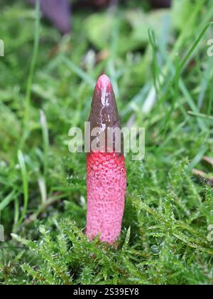 Mutinus ravenelii, commonly known as red stinkhorn, stinking fungus ...