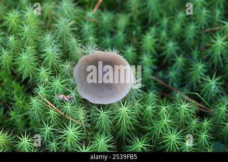 Entoloma conferendum, commonly known as star pinkgill, mushroom from ...