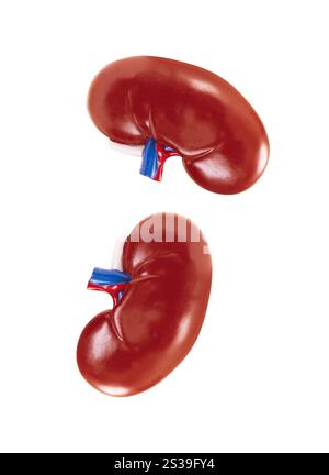 artificial kidney isolated on white background Stock Photo - Alamy