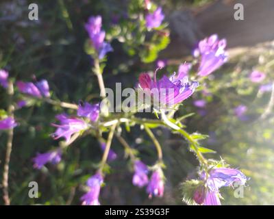 Closeup shot of growing Lavender flowers Stock Photo - Alamy