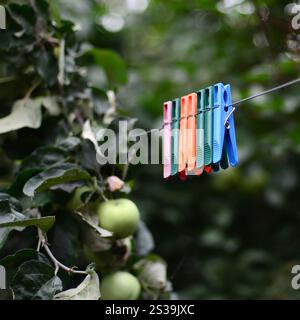 Clothespins on a rope hanging outside house, apple tree and blurred ...