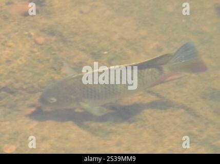 Redbreast Tilapia (Coptodon rendalli Stock Photo - Alamy