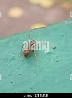 Invasive Garden Ant (Lasius neglectus Stock Photo - Alamy