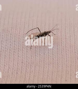 pine needle aphid (Eulachnus rileyi) Insecta Stock Photo - Alamy