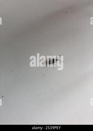 Submetallic Ground Beetle (Notagonum submetallicum Stock Photo - Alamy