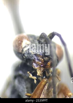 Red-legged spider wasp Stock Photo - Alamy