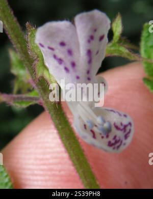 Speckled spur-flower (Plectranthus ciliatus Stock Photo - Alamy