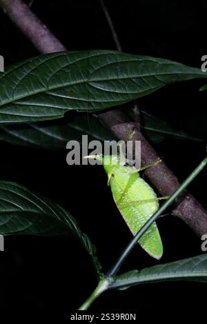 Rhinoceros Katydid (Copiphora rhinoceros Stock Photo - Alamy