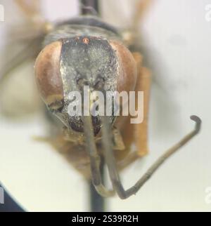 Red-legged Spider Wasp (Auplopus mellipes) Insecta Stock Photo - Alamy