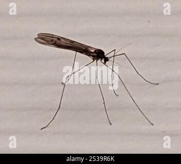 Winter Crane Flies (Trichoceridae Stock Photo - Alamy