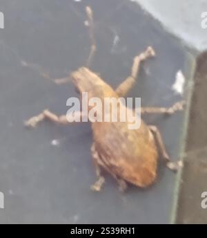 Fuller's rose weevil (Pantomorus cervinus) Insecta Stock Photo - Alamy