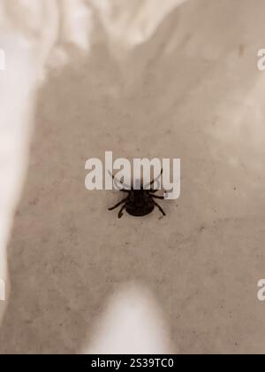 Bont Ticks (Amblyomma Stock Photo - Alamy