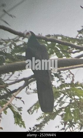 White-faced cuckoo-dove (Turacoena manadensis), also known as the white ...