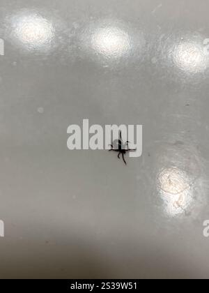 Hardbacked Ticks (Ixodidae Stock Photo - Alamy