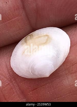 Tellins, Sunset Clams, and Allies (Tellinoidea Stock Photo - Alamy