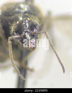 Western Velvety Tree Ant (Liometopum occidentale Stock Photo - Alamy