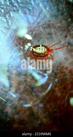 Sidewalk Mites (Balaustium Stock Photo - Alamy