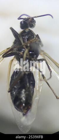 Western Velvety Tree Ant (Liometopum occidentale Stock Photo - Alamy