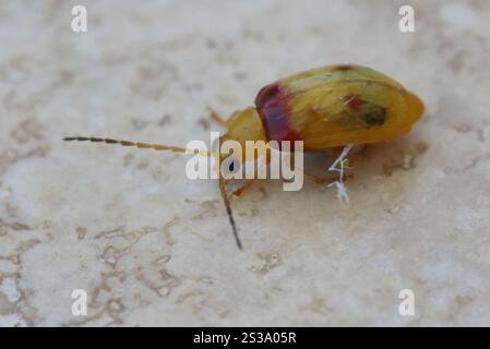 Red-shouldered Leaf Beetle (Monolepta australis Stock Photo - Alamy