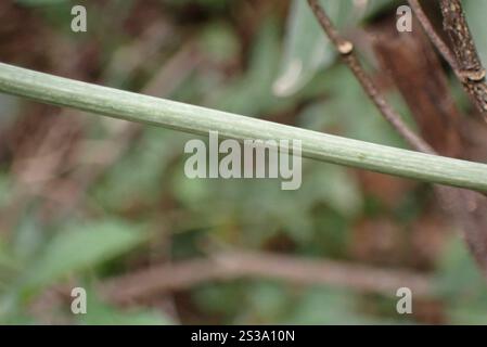 Wild Granadilla (Adenia digitata Stock Photo - Alamy